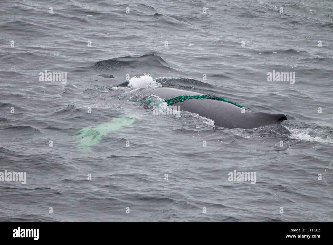 Whale caught in net hi-res stock photography and images - Alamy