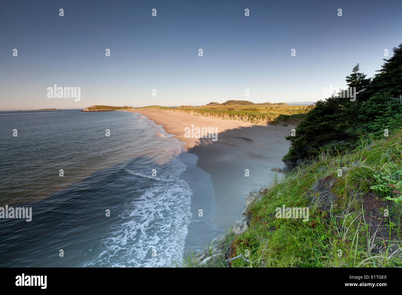 Sandy beach plants hi-res stock photography and images - Alamy