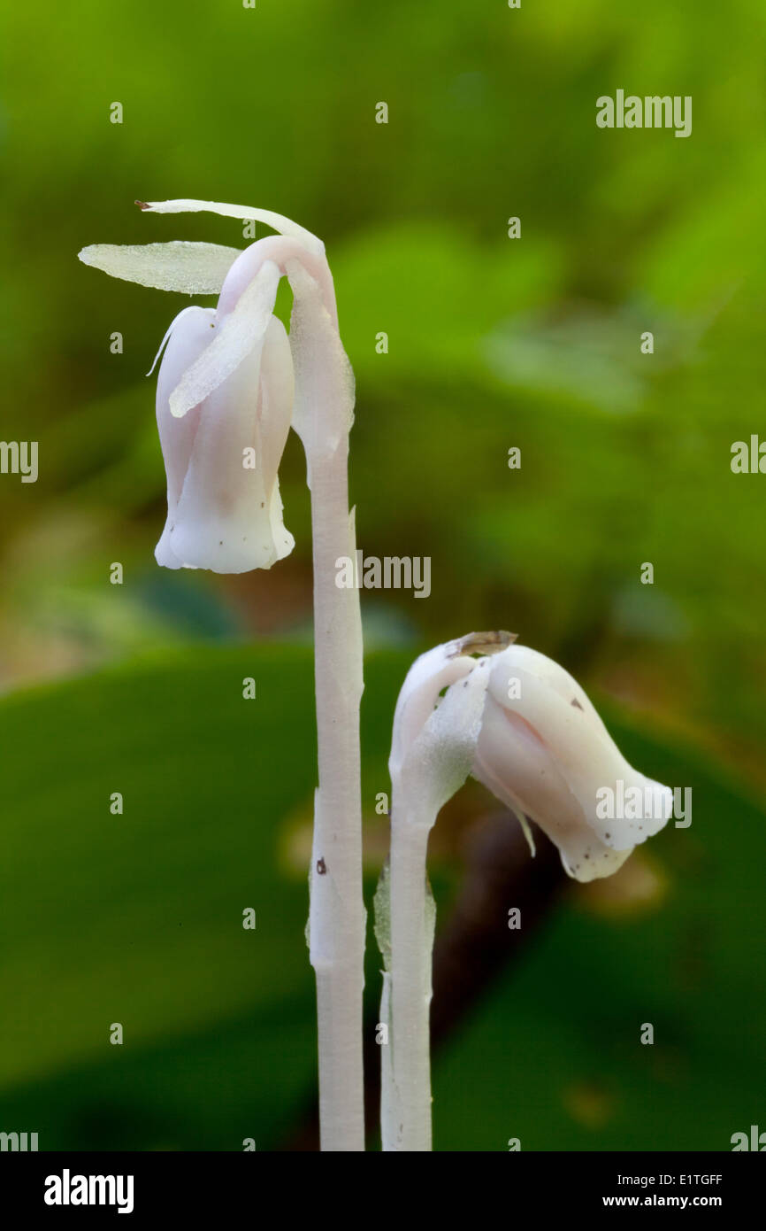 Monotropa uniflora no chlorophyll hi-res stock photography and images ...