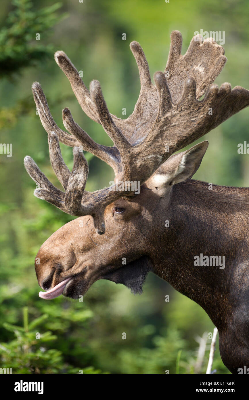Large tongue hi-res stock photography and images - Alamy