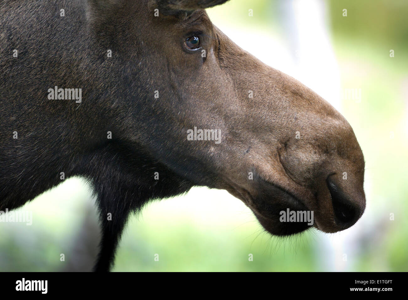 Bull head side view hi-res stock photography and images - Alamy