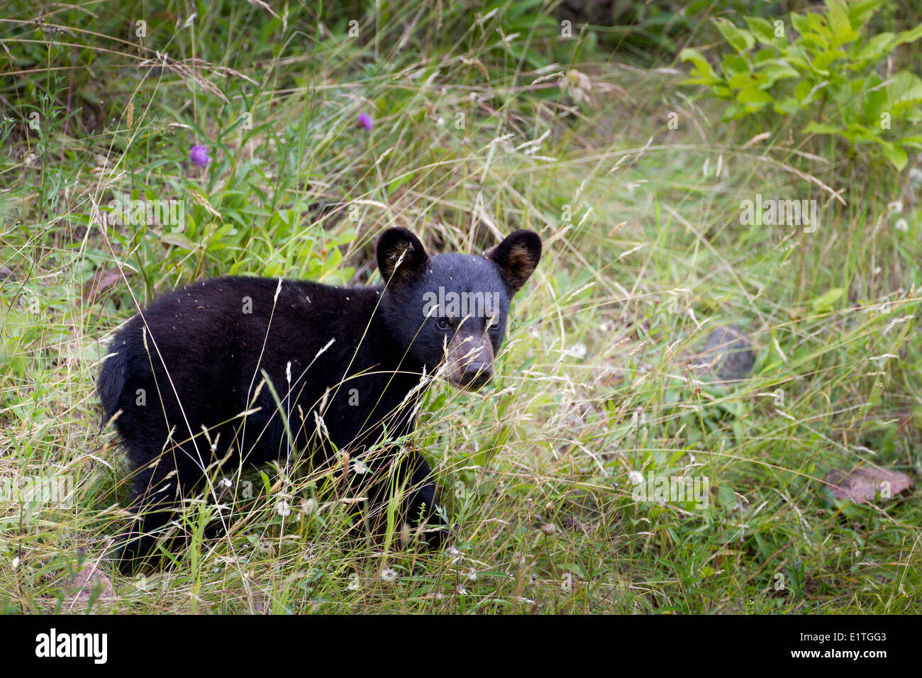 Black bear cub running hi-res stock photography and images - Alamy