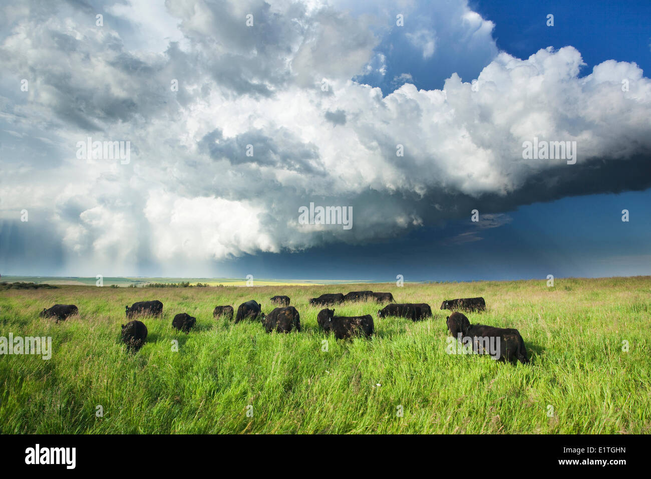 Colloquially cows hi-res stock photography and images - Alamy