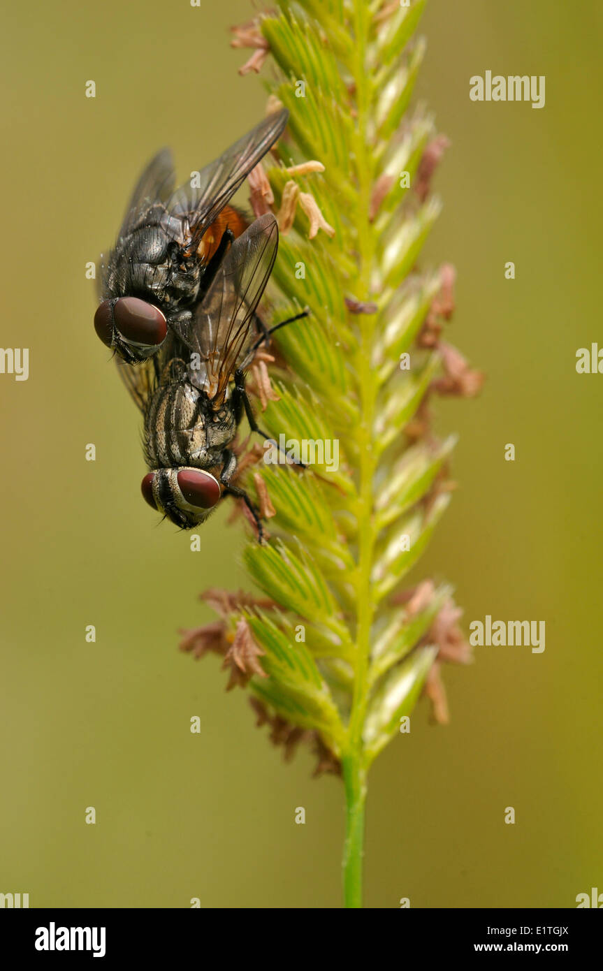 Autumn Flies, Musca autumnalis, mating Stock Photo - Alamy