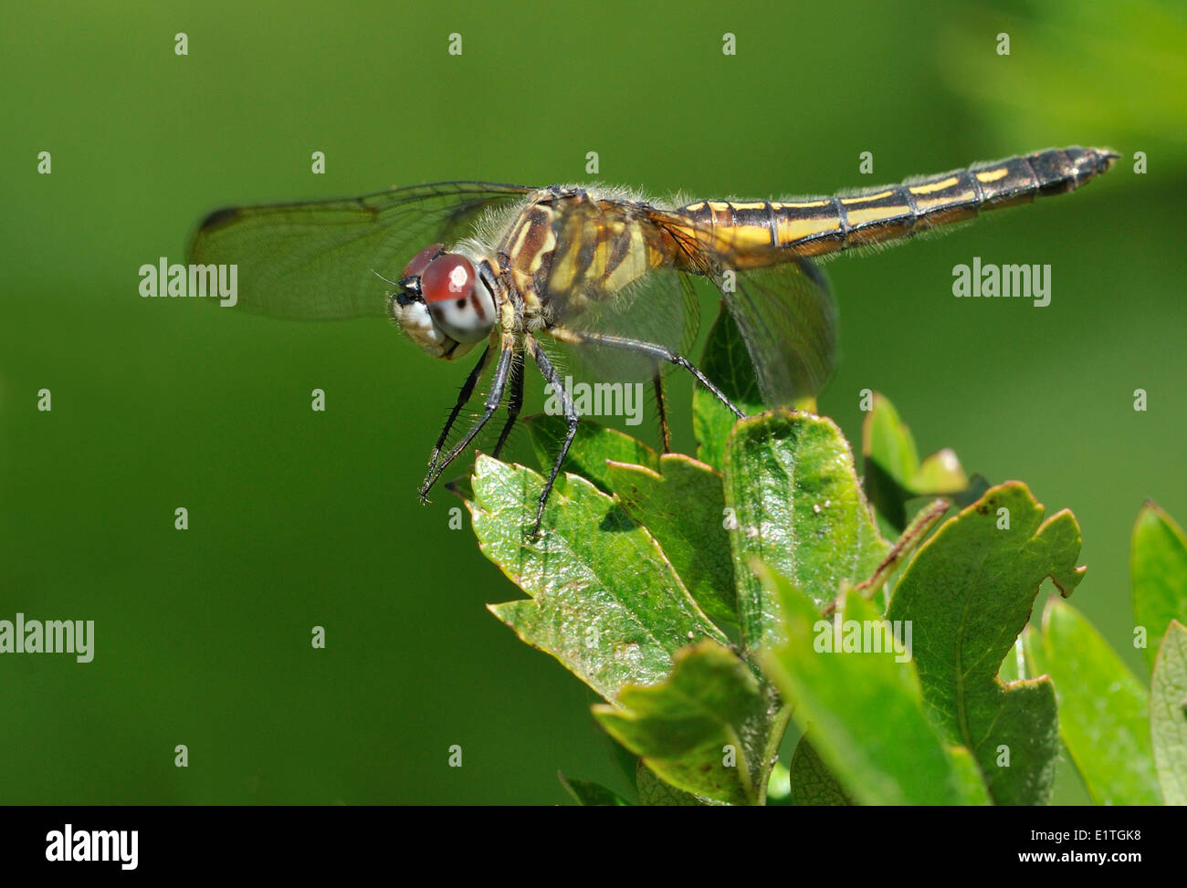 Blue Dasher female (Pachydiplax longipennis) at Viaduct Flats, Saanich ...