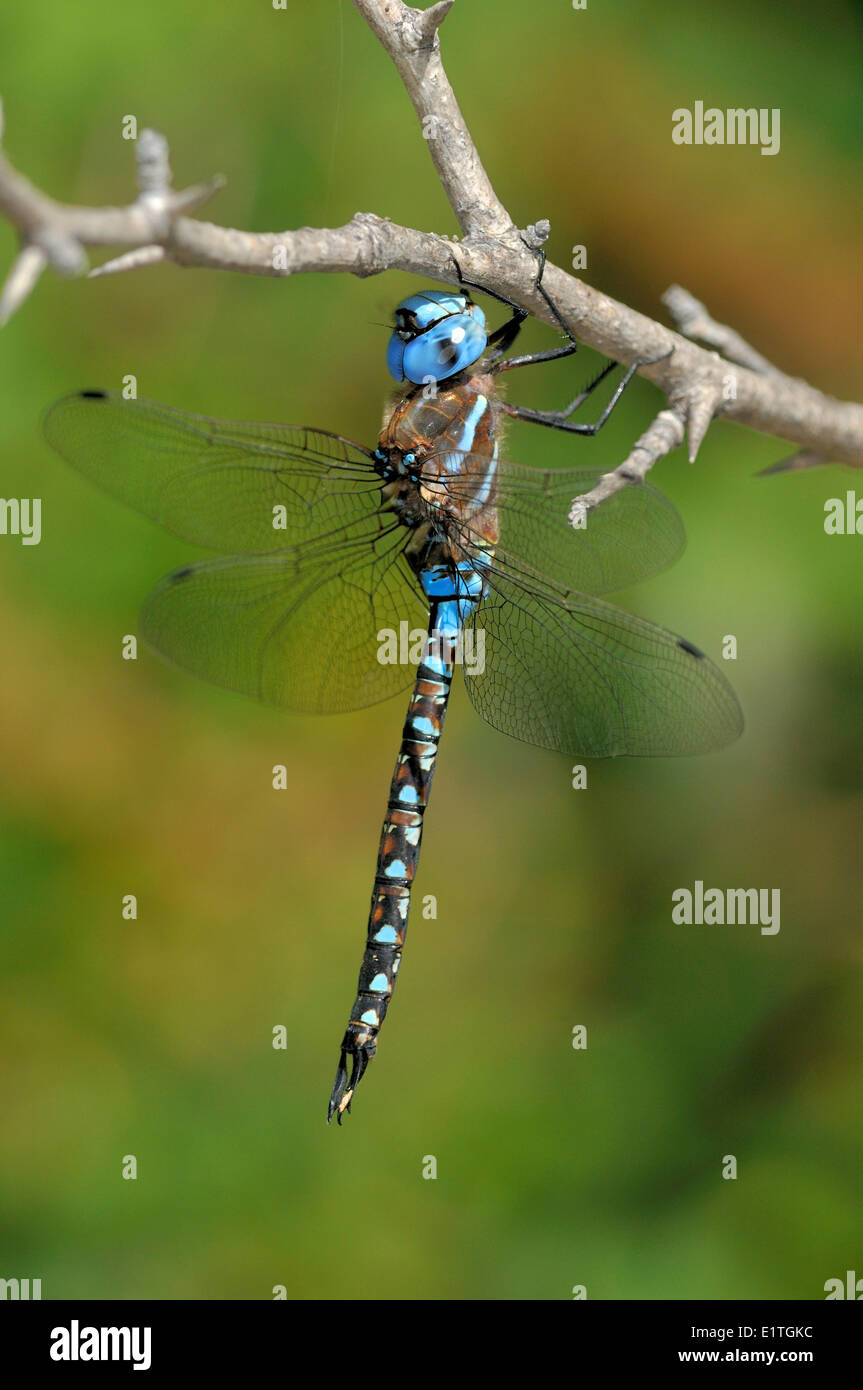Male blue eyed darner aeshna multicolor at spencers pond hi-res stock ...