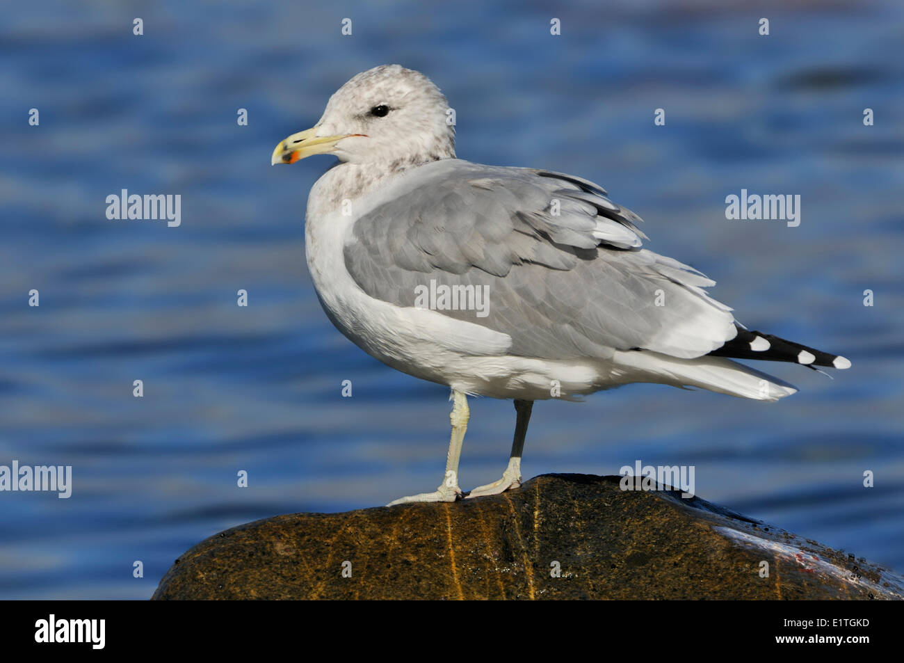 California Gull (Larus californicus) Qualicum Beach, BC Stock Photo - Alamy