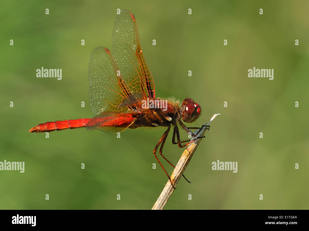 Cardinal Meadowhawk (Sympetrum illotum) at Viaduct Flats, Saanich BC ...