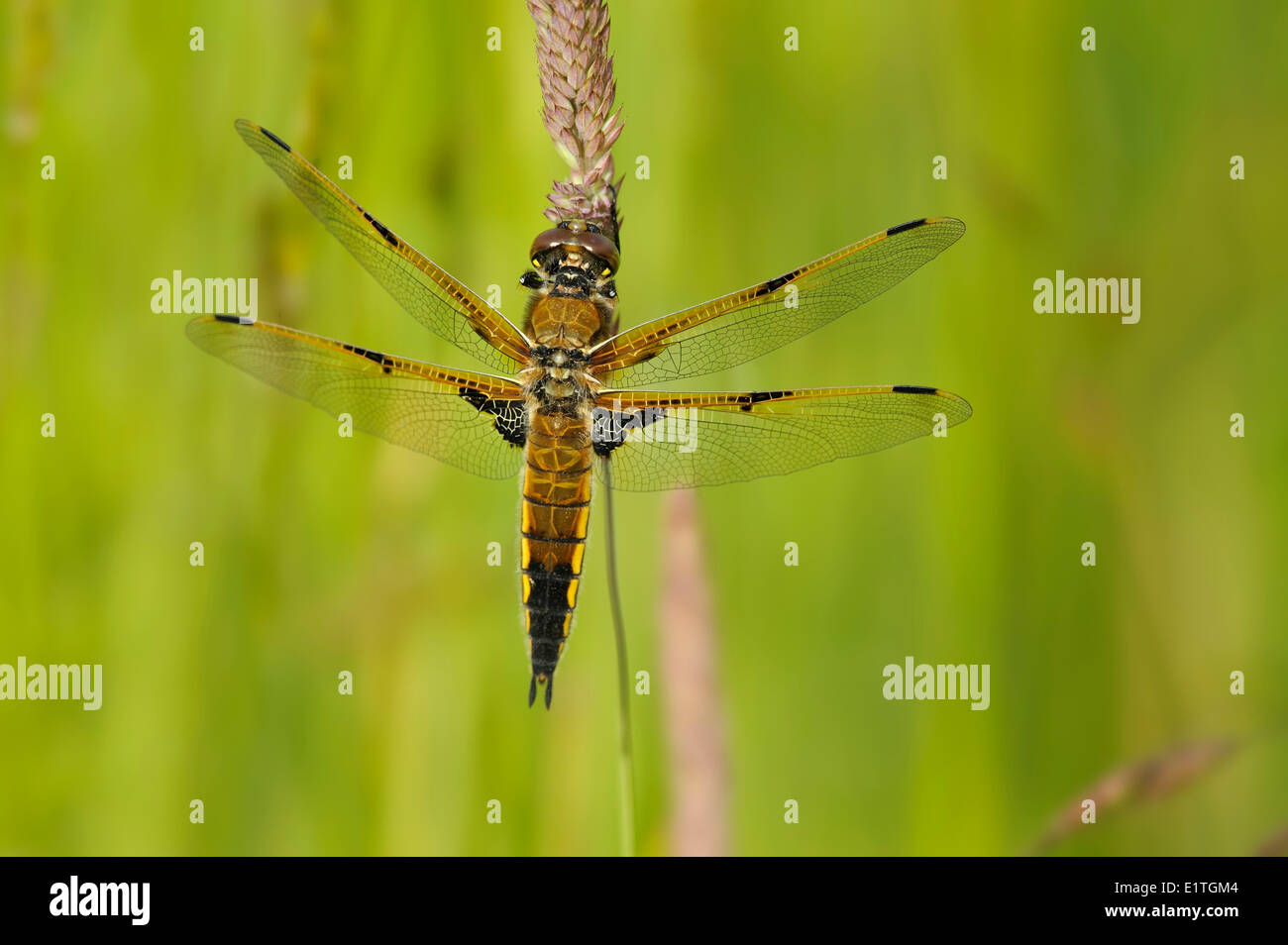 Four winged insect hi-res stock photography and images - Alamy