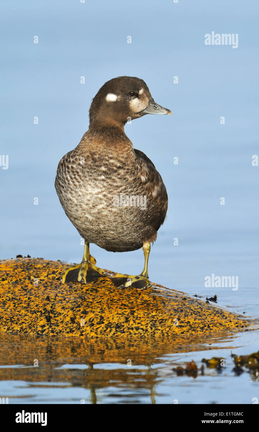 Female harlequin duck hi-res stock photography and images - Alamy