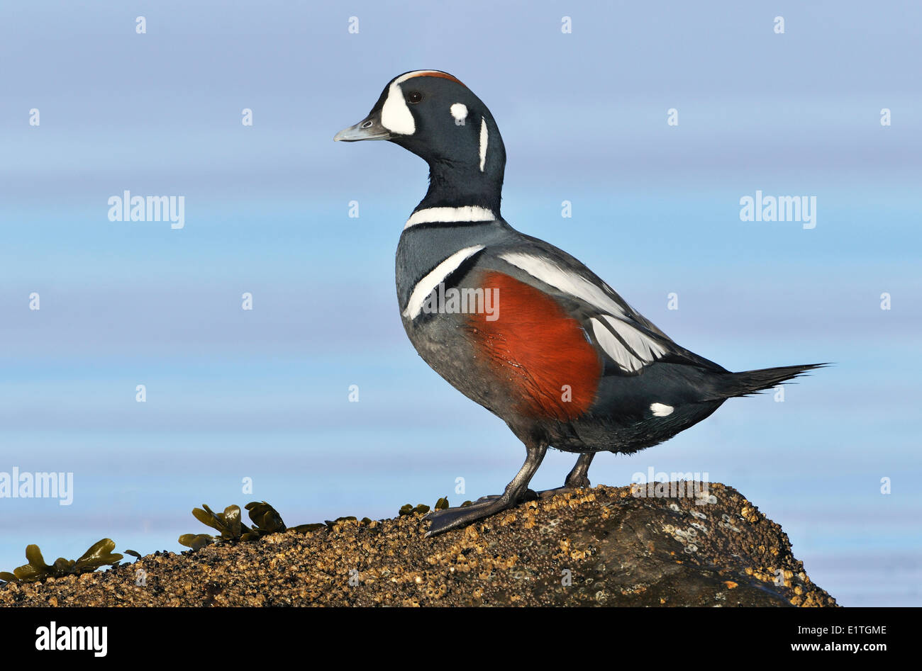 Harlequin ducks canada hi-res stock photography and images - Alamy