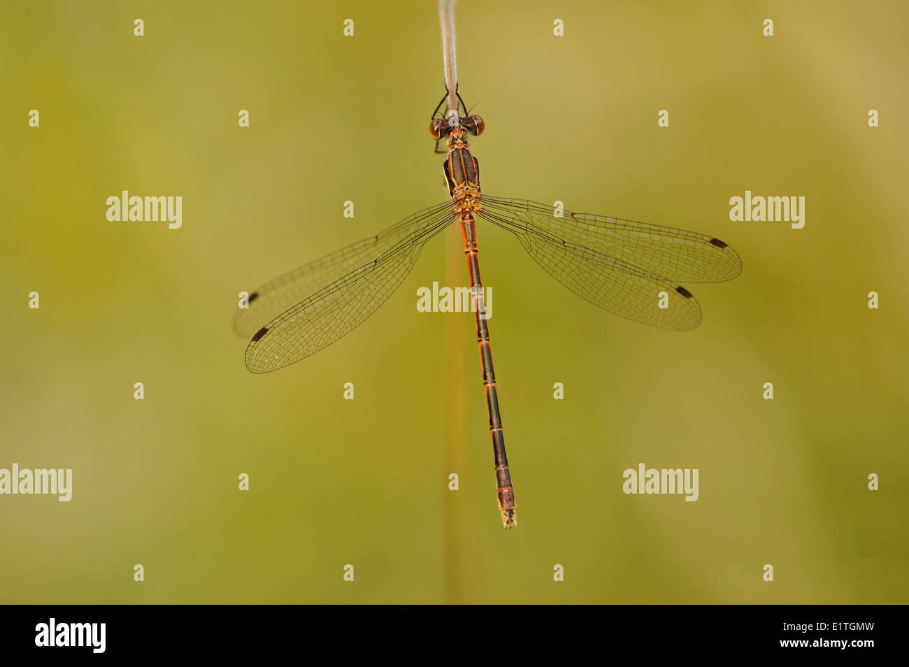 Marsh insects hi-res stock photography and images - Alamy