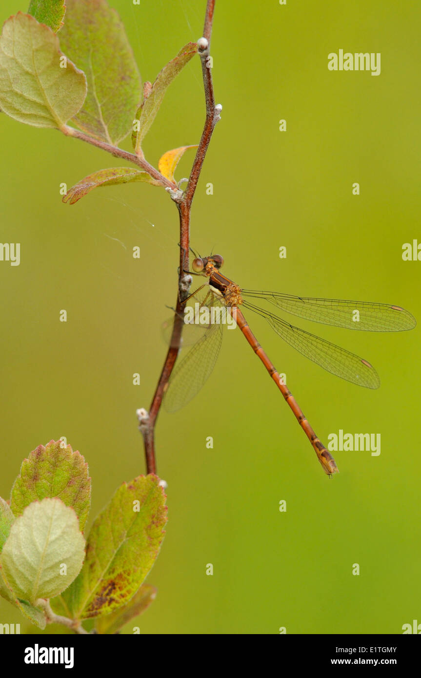 Marsh insects hi-res stock photography and images - Alamy