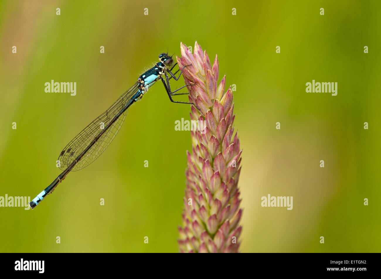 Pacific forktail and dragonfly hi-res stock photography and images - Alamy