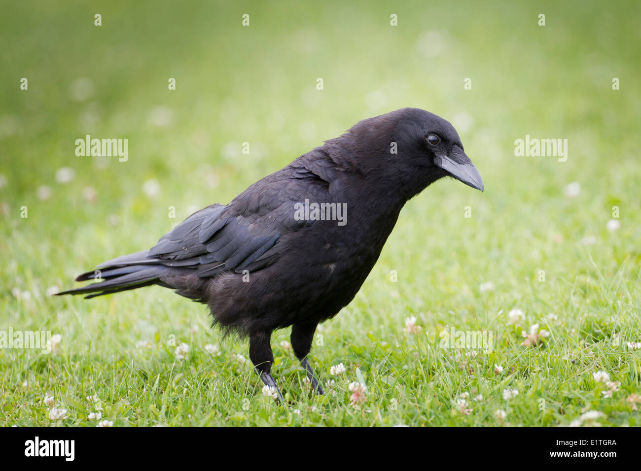 Raven island hi-res stock photography and images - Alamy