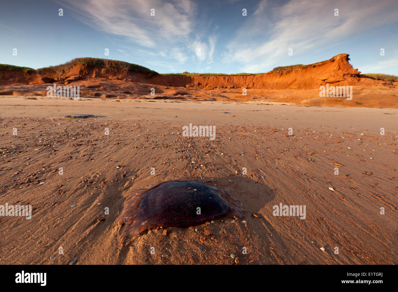 The lions mane jellyfish cyanea capillata hi-res stock photography and ...