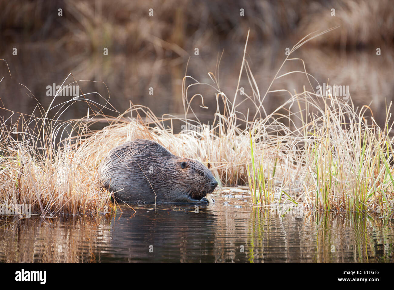 Beaver chewing hi-res stock photography and images - Alamy