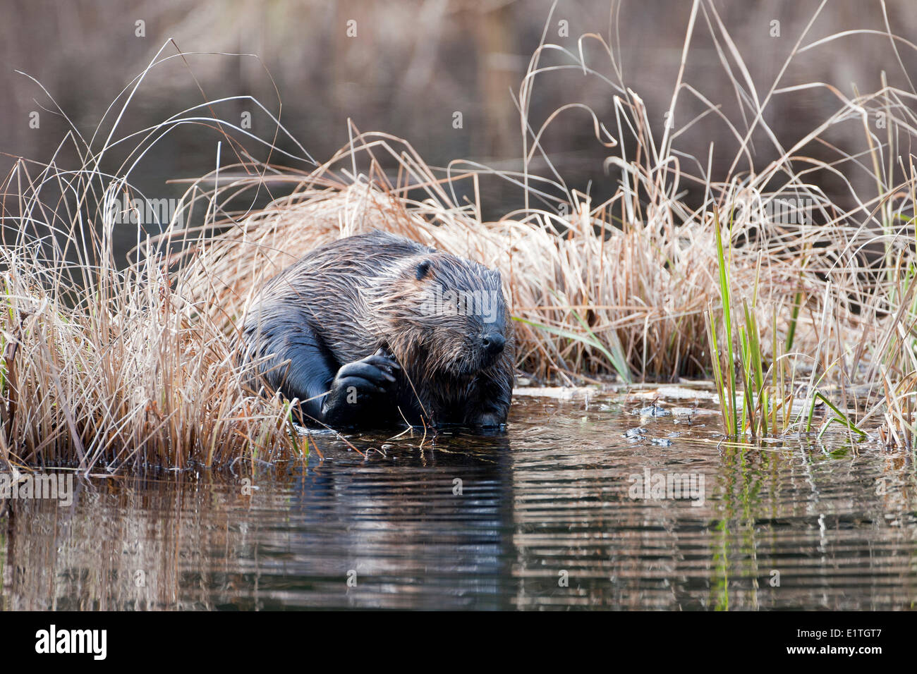 Canadian beaver algonquin national park hi-res stock photography and ...