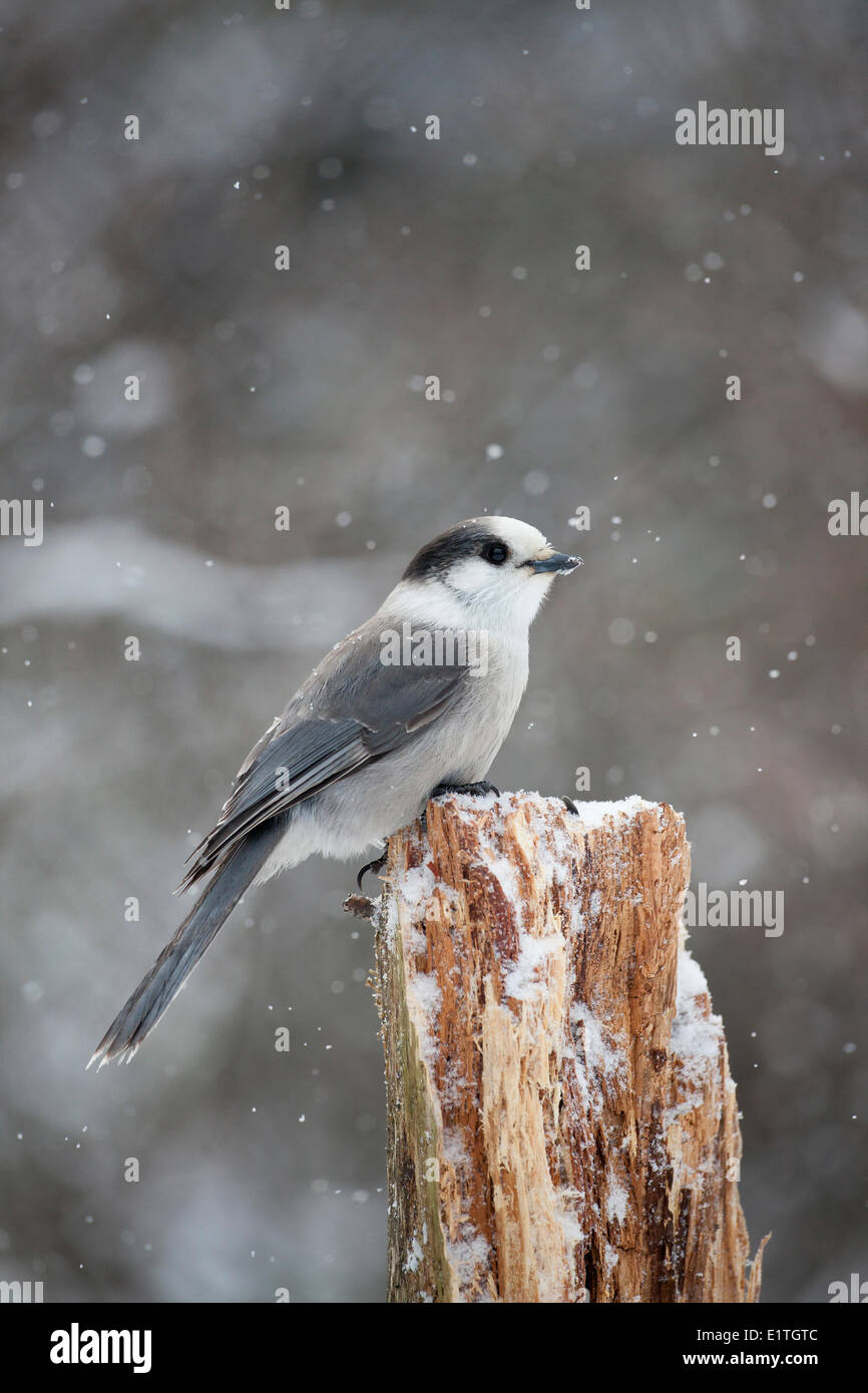 Grey jay feather hi-res stock photography and images - Alamy