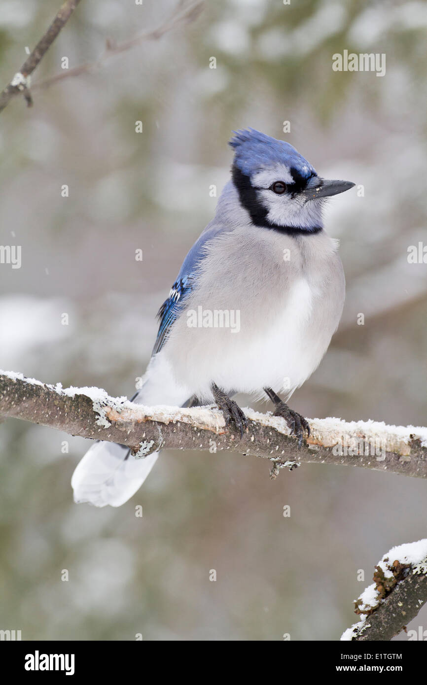 Blue bird in a tree hi-res stock photography and images - Alamy