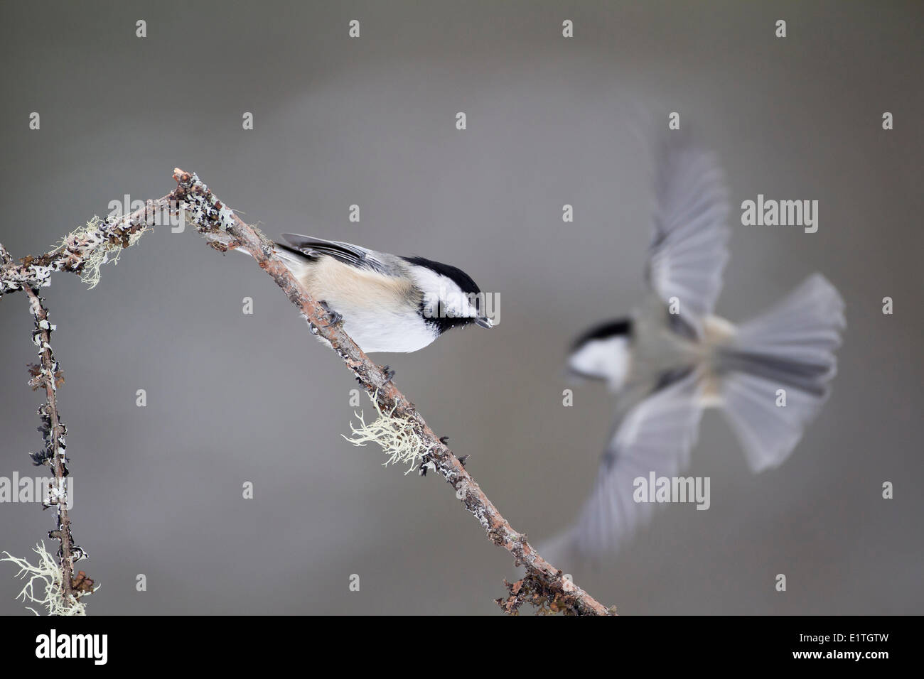 Chickadees in a tree hi-res stock photography and images - Alamy