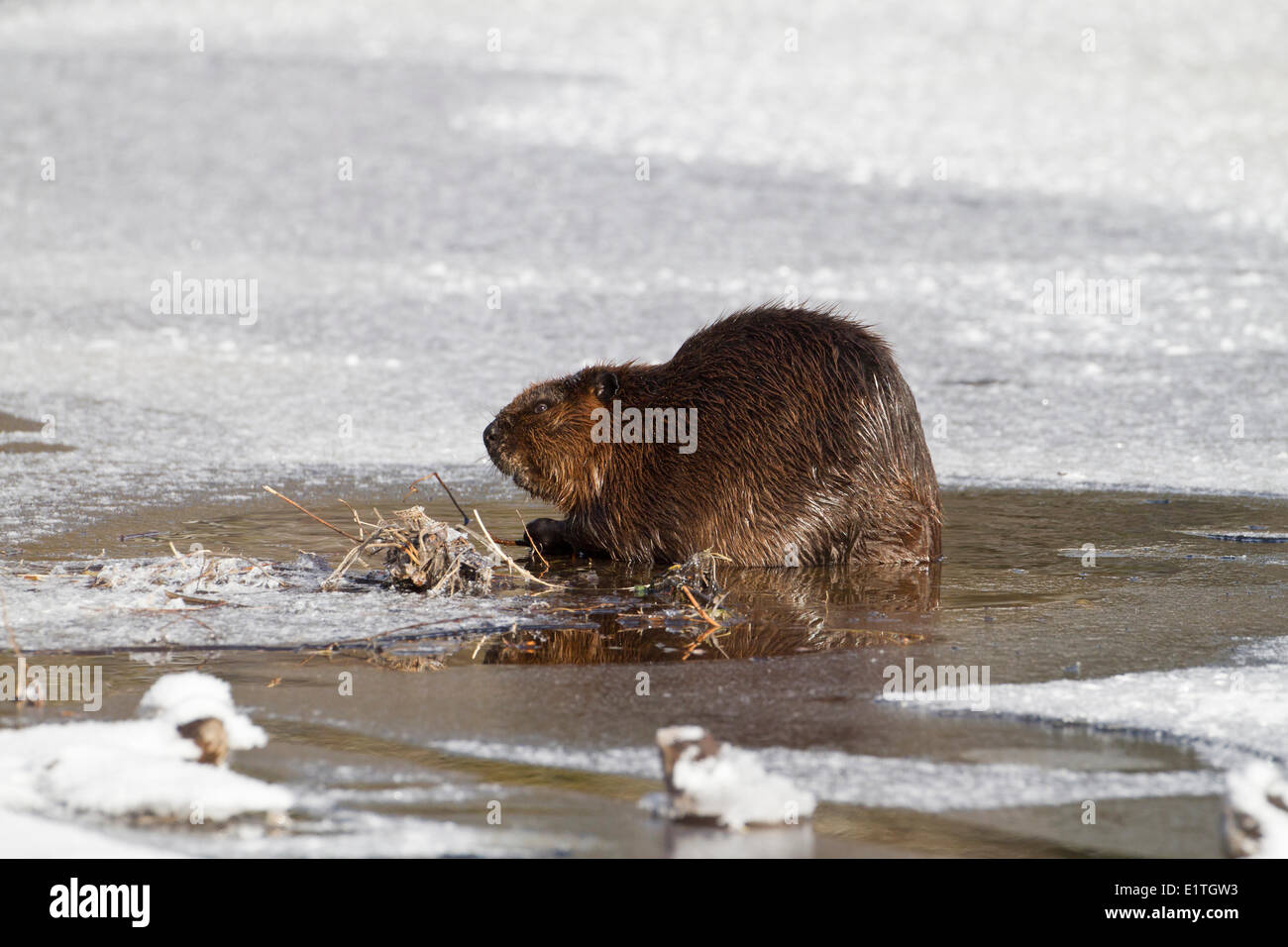 North american beaver hi-res stock photography and images - Alamy