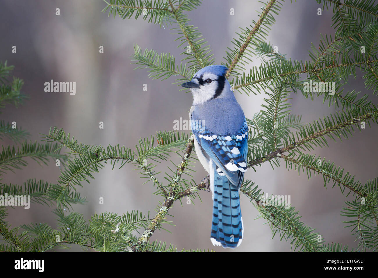 Blue bird in a tree hi-res stock photography and images - Alamy