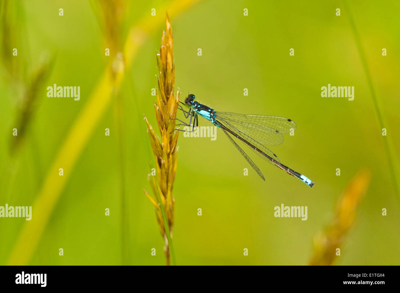 Pacific Forktail, Ischnura cervula at Viaduct Flats, Saanich BC Stock ...