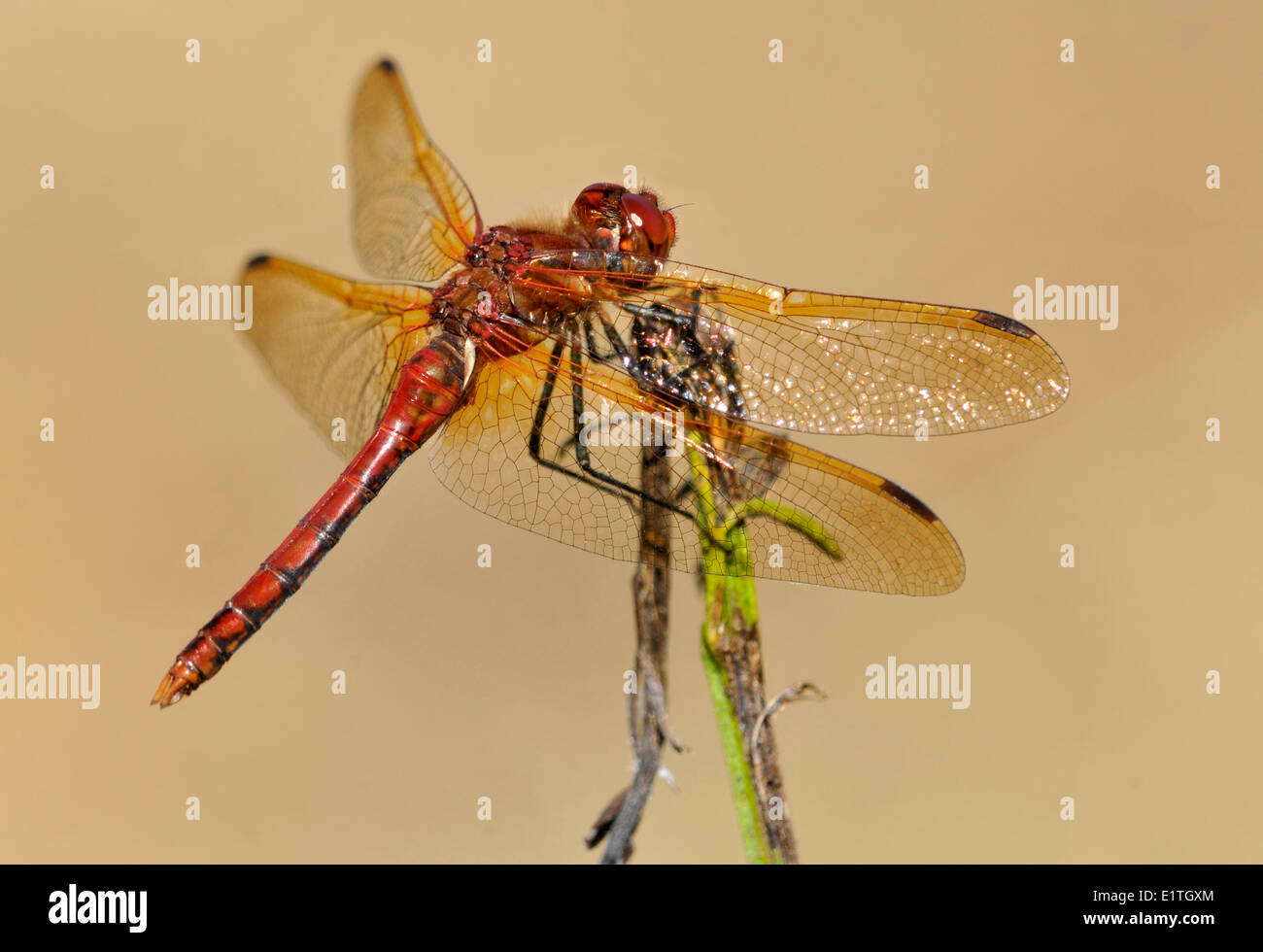 Male Red-veined Meadowhawk (Sympetrum madidum) Munns Road, Highlands BC ...