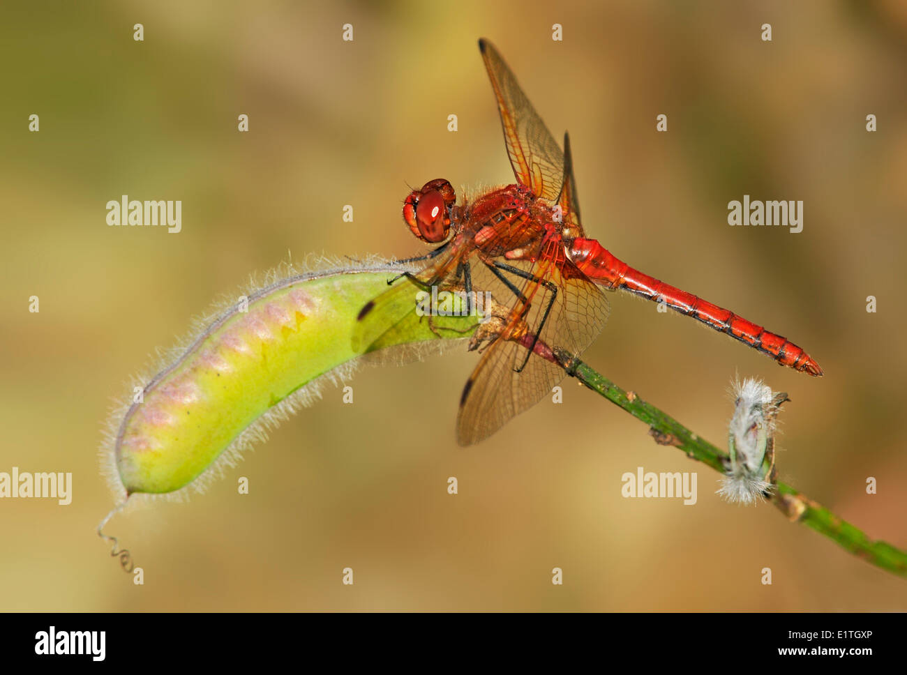 Male Red-veined Meadowhawk (Sympetrum madidum) Munns Road, Highlands BC ...