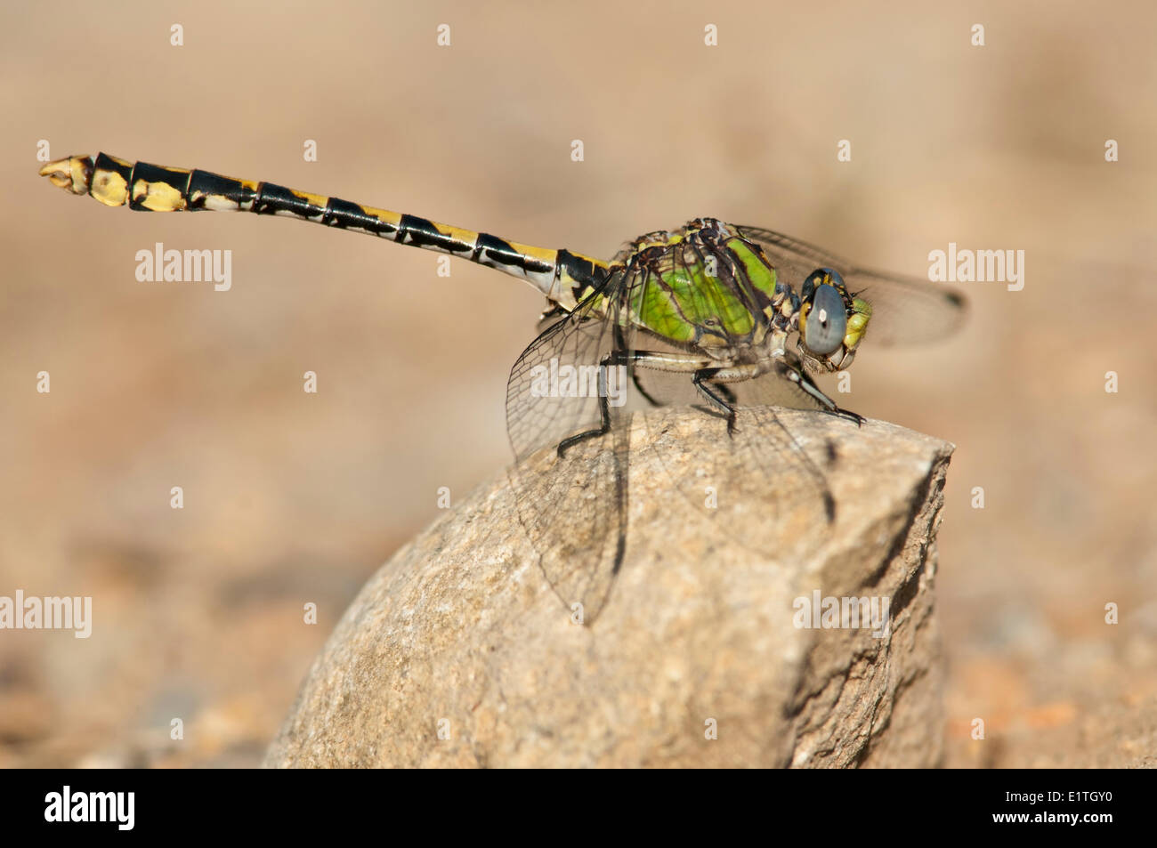 Sinuous Snaketail, Ophiogomphus occidentis near the Nanimo River up ...