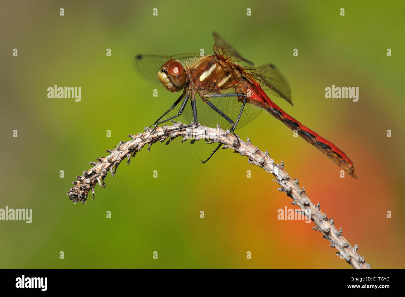 Striped Meadowhawk (Sympetrum pallipes) at Bowser Bog, Bowser BC Stock ...
