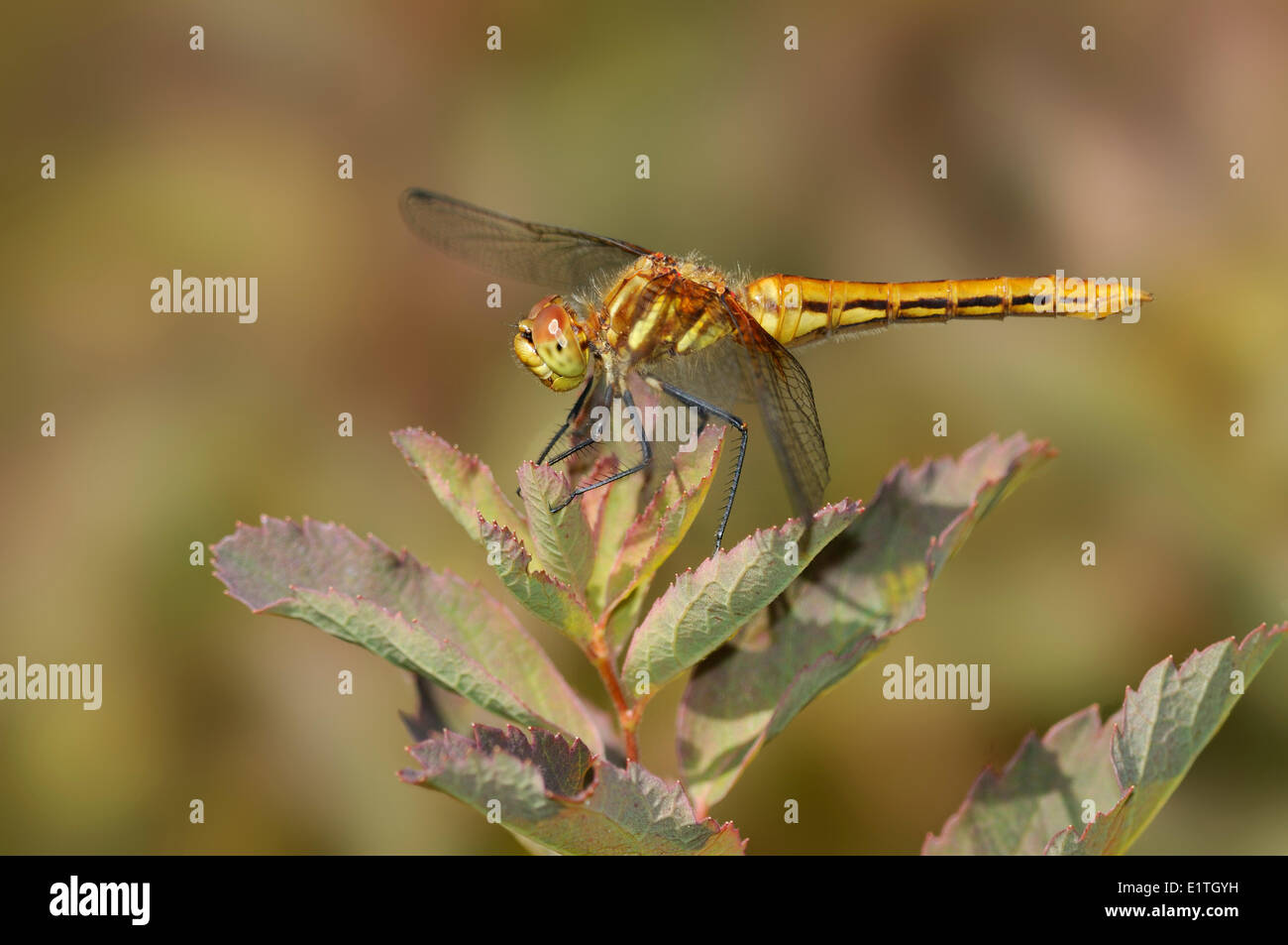 Striped Meadowhawk (Sympetrum pallipes) at Bowser Bog, Bowser BC Stock ...