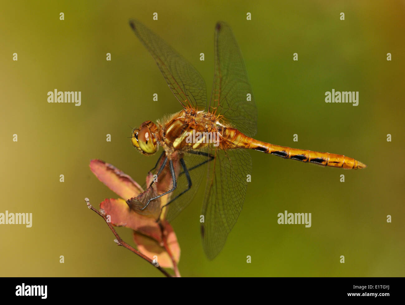 Striped Meadowhawk (Sympetrum pallipes) at Bowser Bog, Bowser BC Stock ...