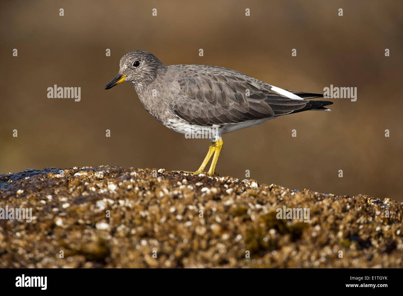 Surfbird (Aphriza virgata) on rocky reefs off Fleming Beach, Esquimalt ...