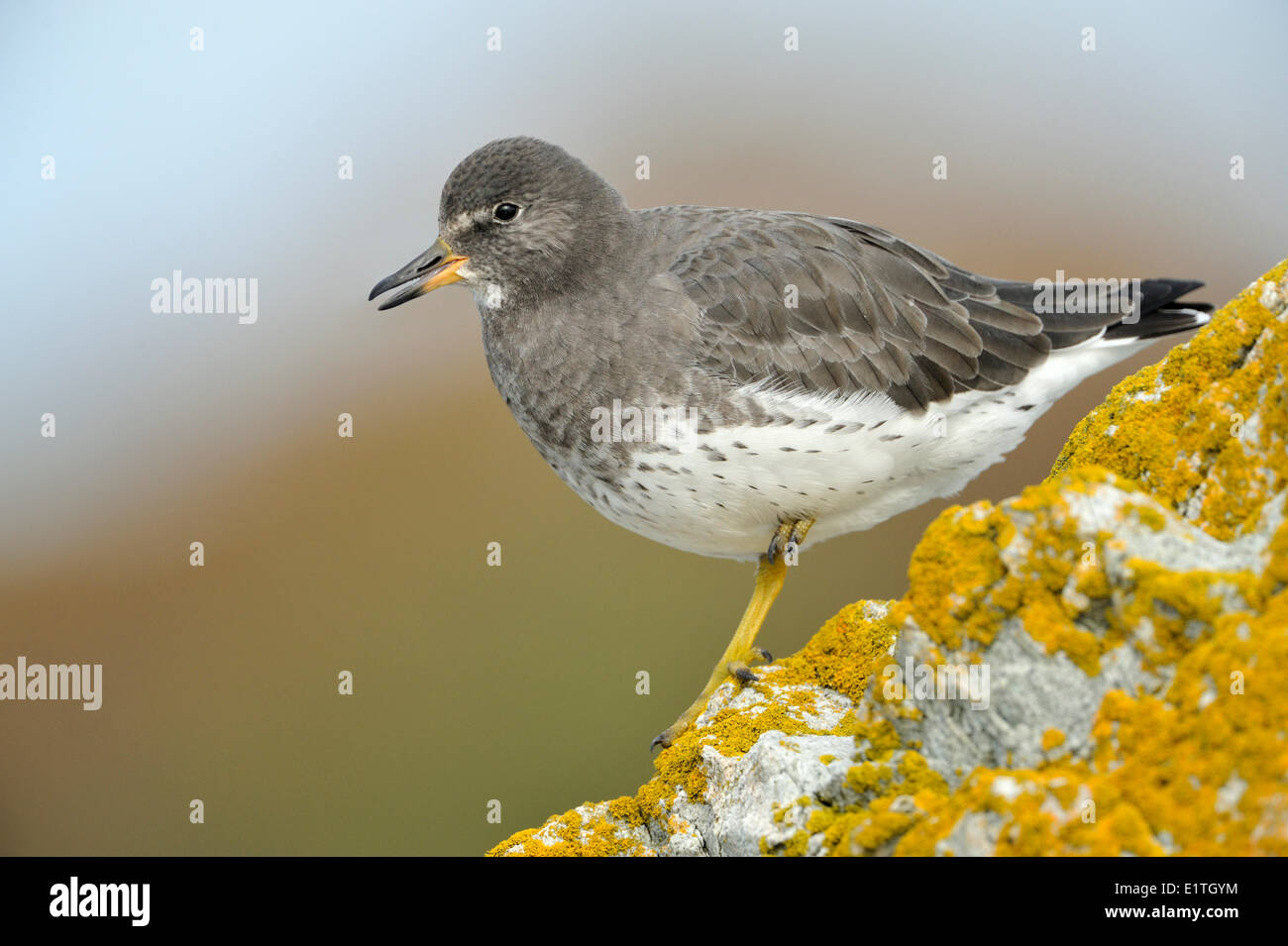 Surfbird (Aphriza virgata) on rocky reefs off Fleming Beach, Esquimalt ...