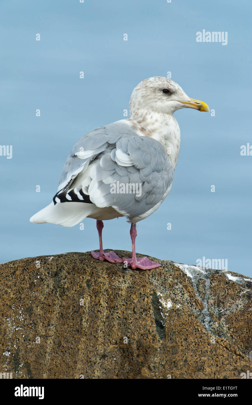 Thayeri High Resolution Stock Photography and Images - Alamy