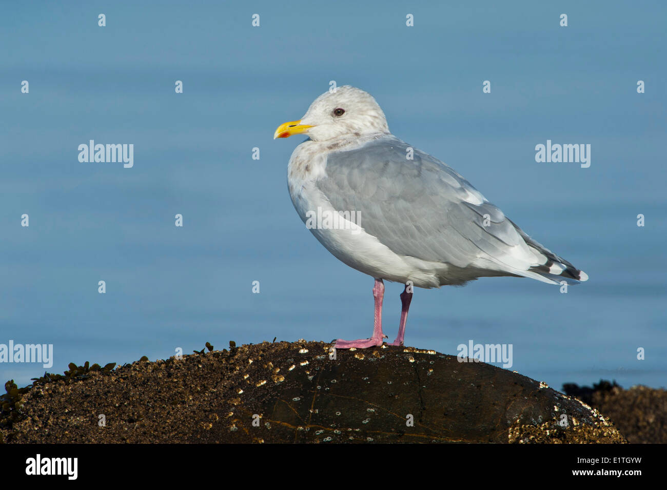 Thayeri High Resolution Stock Photography and Images - Alamy