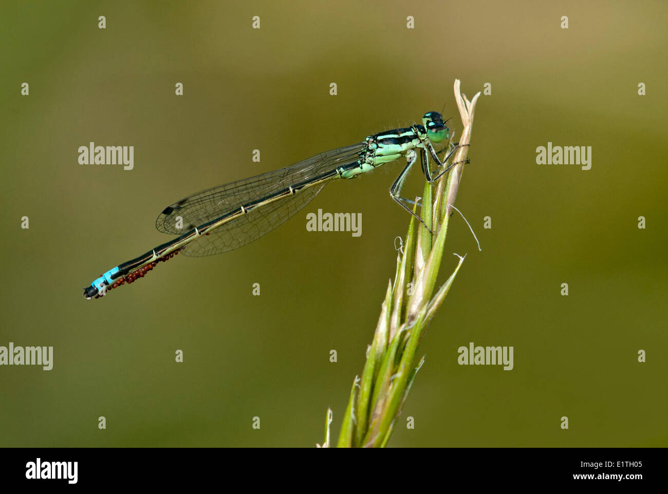 Western Forktail, Ischnura perparv at Viaduct Flats and Beaver Lake ...
