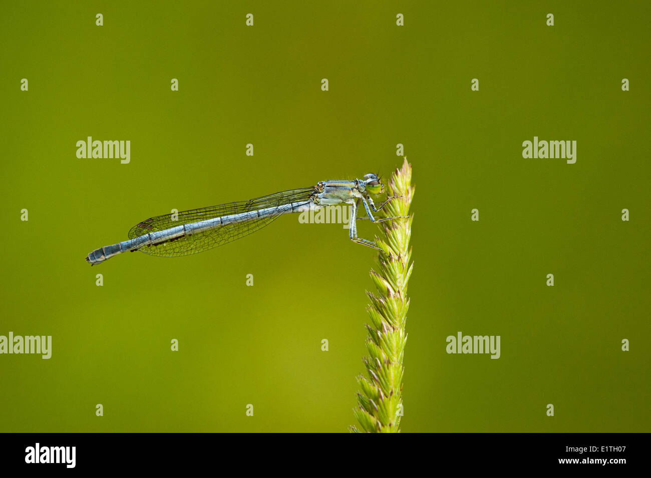 Western Forktail, Ischnura perparv at Viaduct Flats and Beaver Lake ...