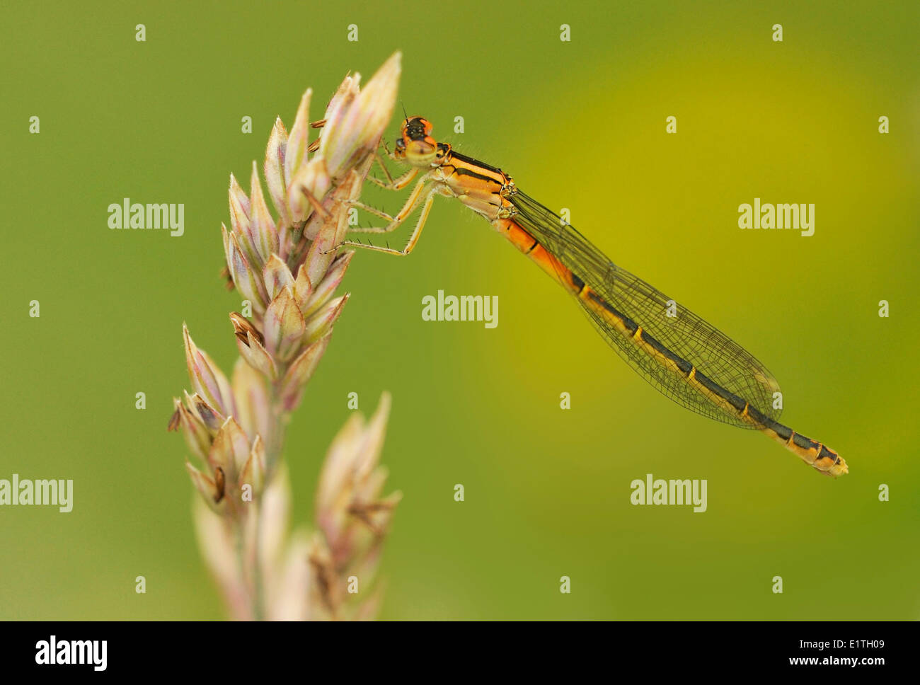 Western Forktail, Ischnura perparv at Viaduct Flats and Beaver Lake ...