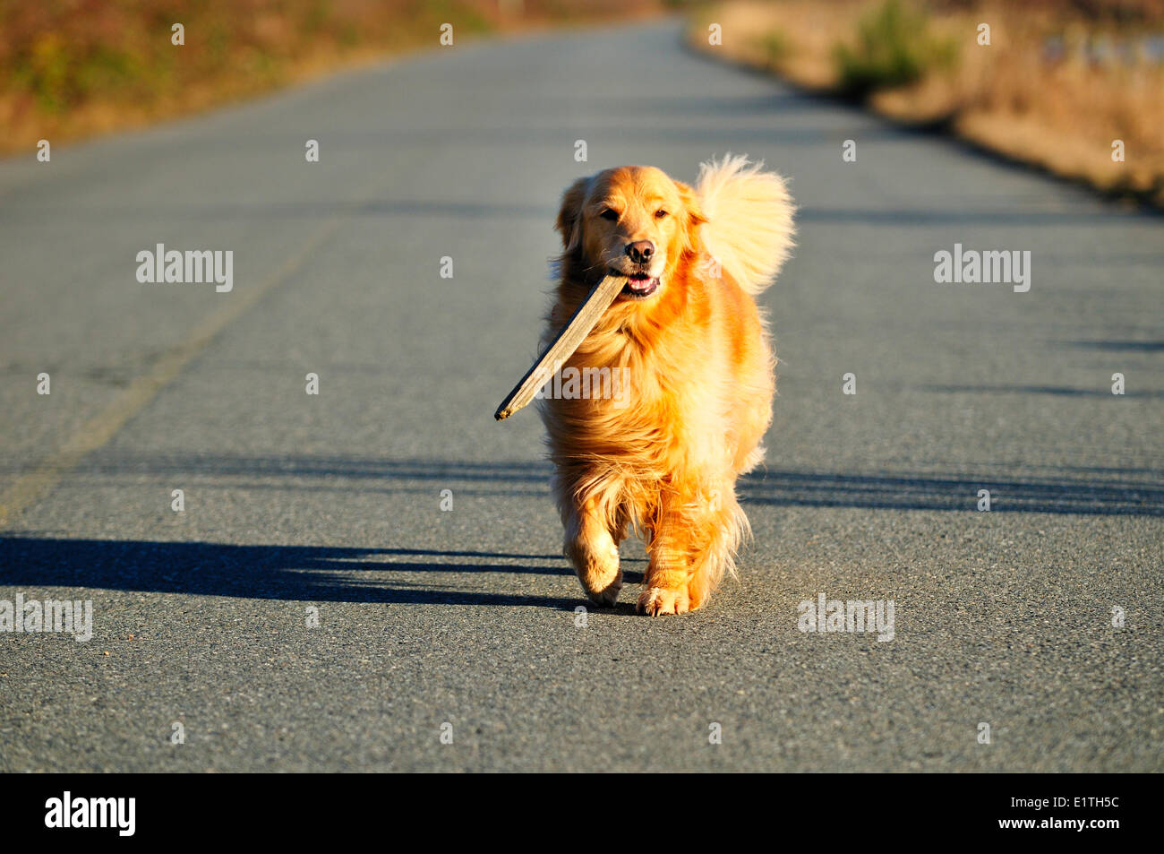 Foreground retrieving hi-res stock photography and images - Alamy