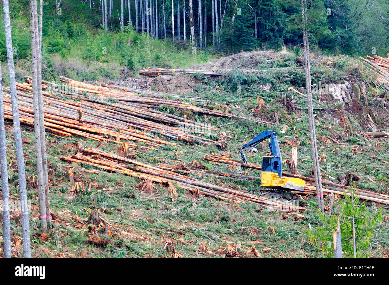 Clear cut logging sites hi-res stock photography and images - Alamy