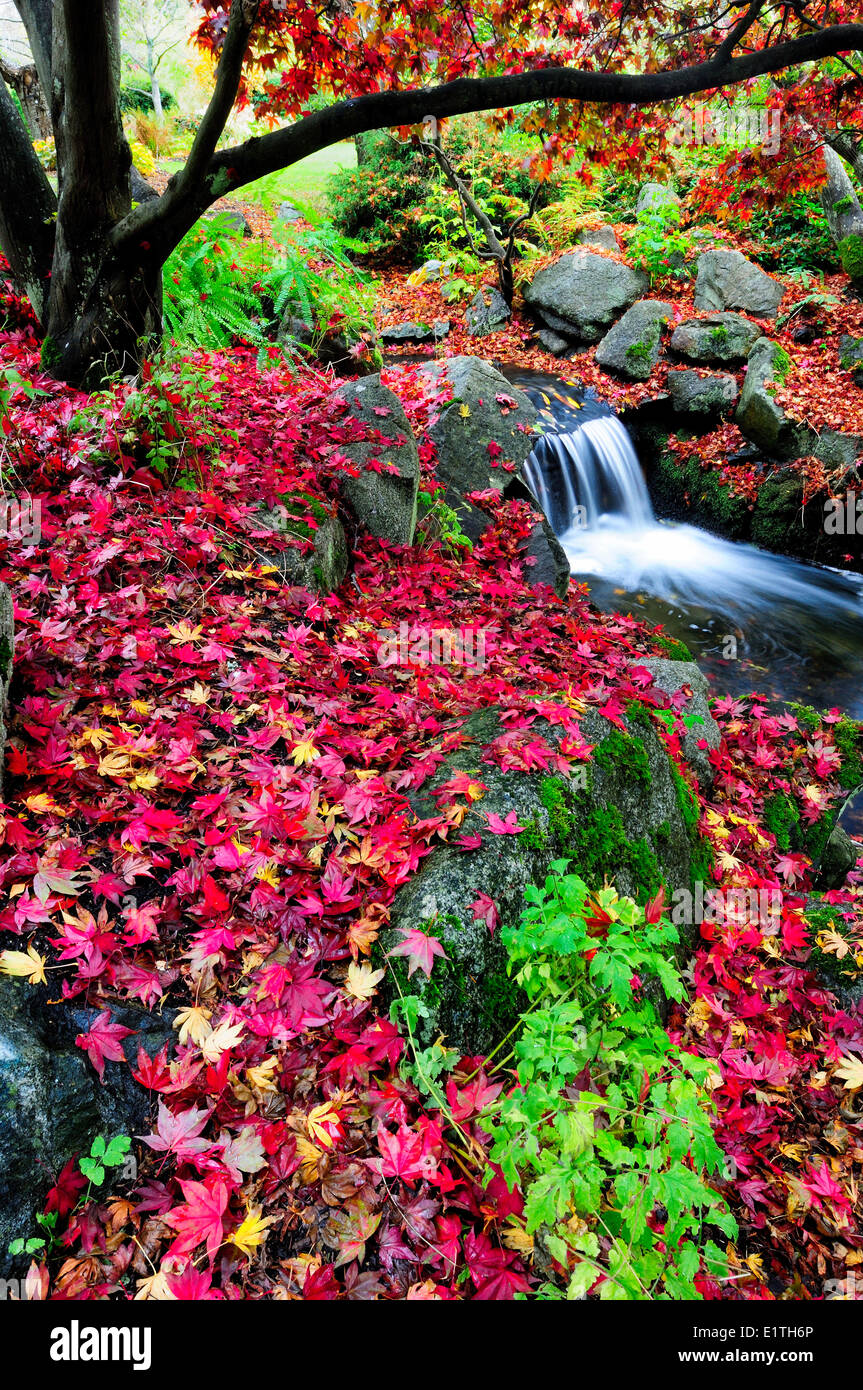 Japanese maple park hi-res stock photography and images - Alamy