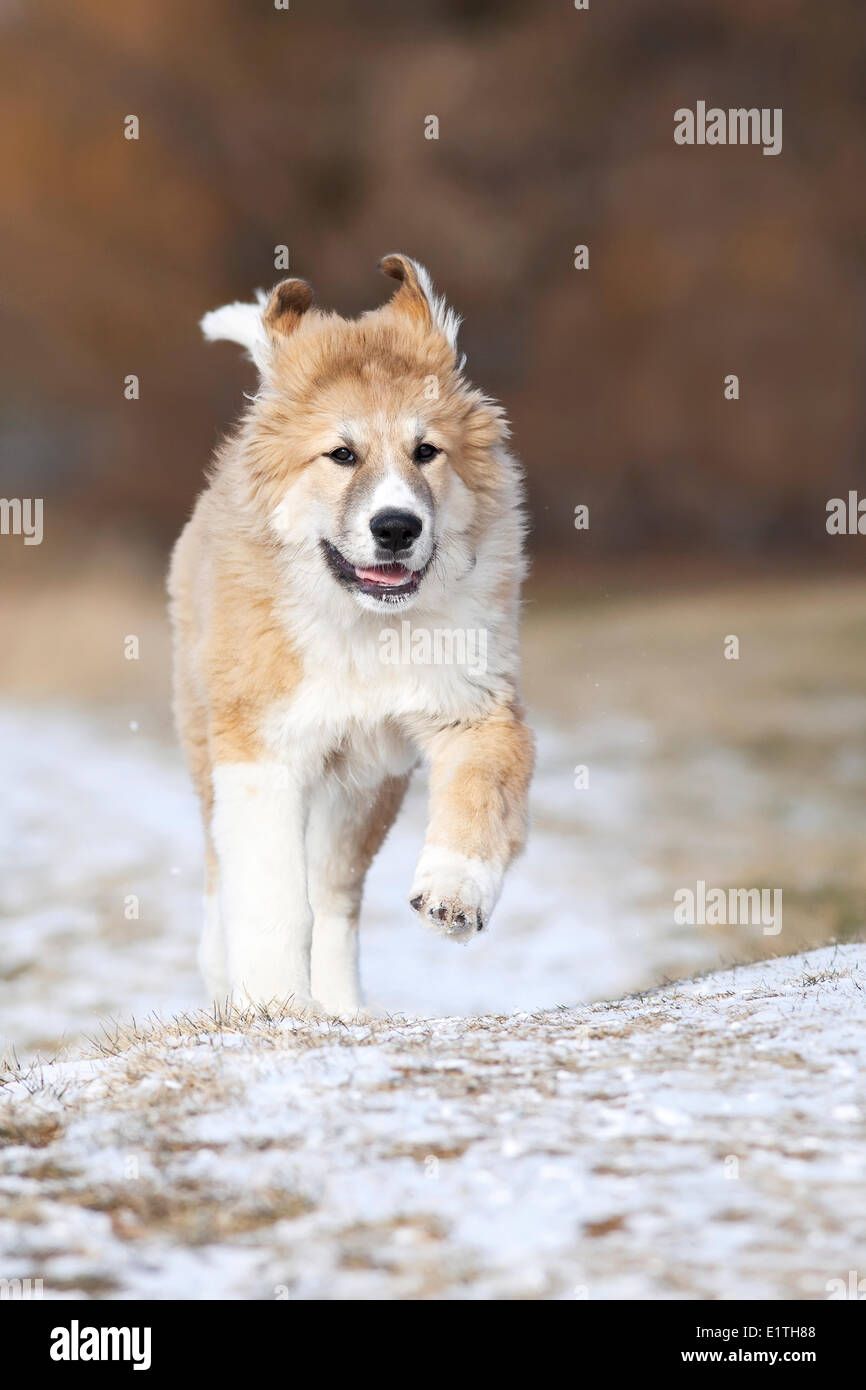 Ken gillespie photography dog hi-res stock photography and images - Alamy