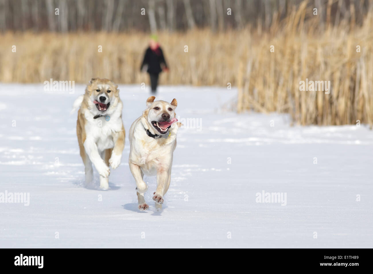 Two dogs hi-res stock photography and images - Alamy