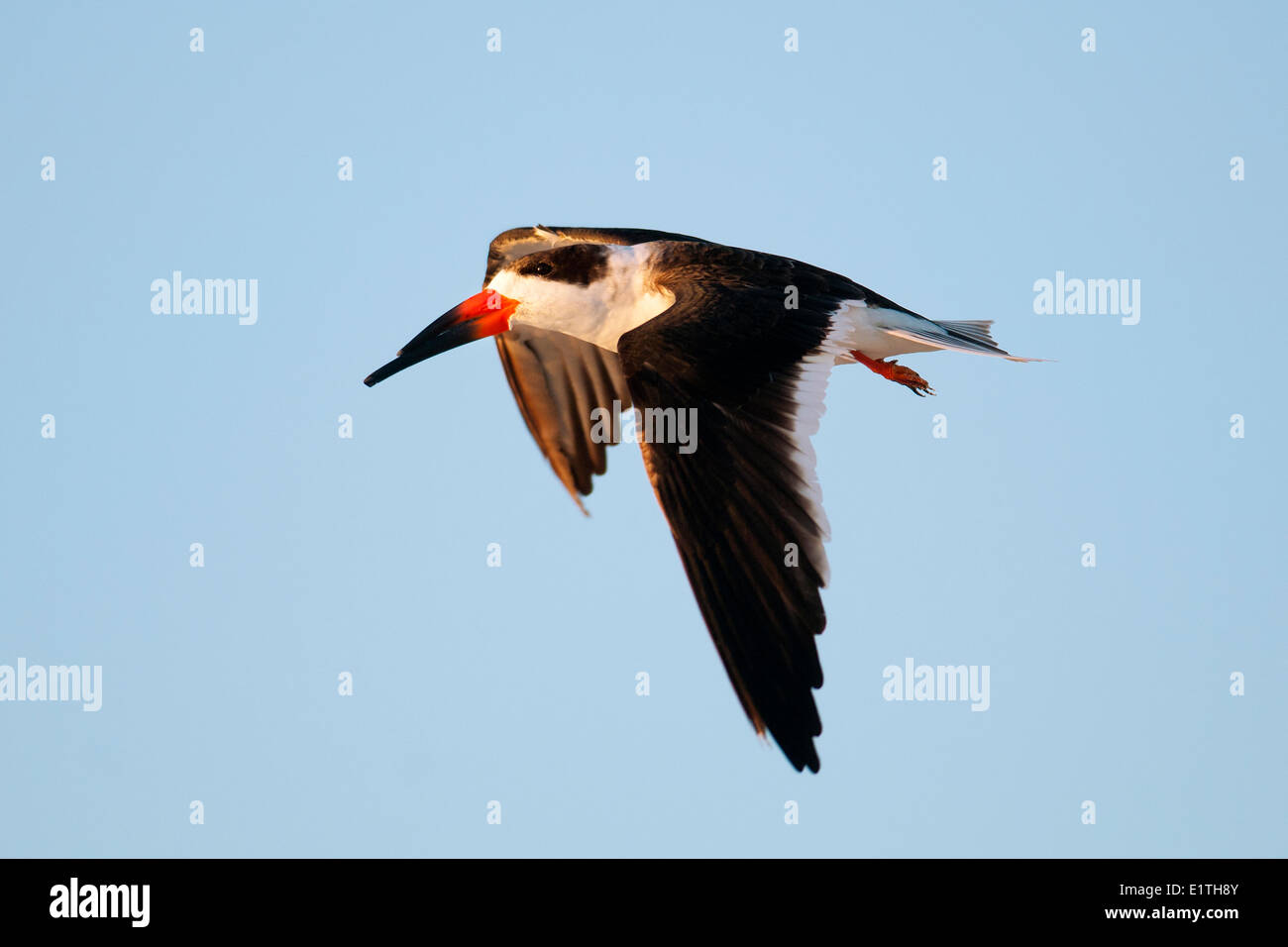 Flying roost hi-res stock photography and images - Alamy