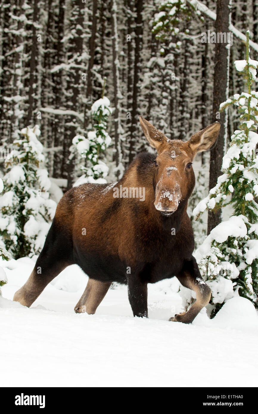 Cow moose (Alves alces), Canadian Rocky Mountains, Jasper National Park ...