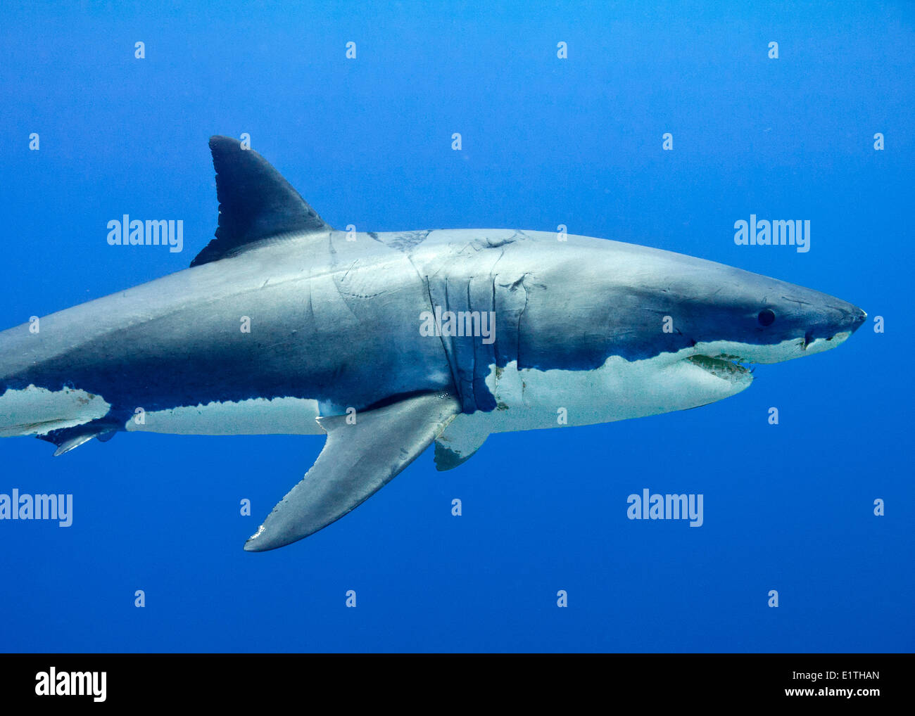 Great white shark teeth hi-res stock photography and images - Alamy