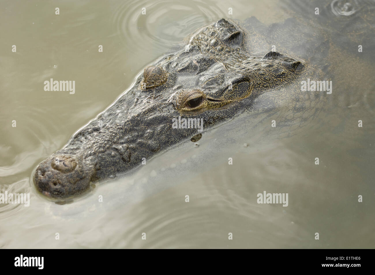 Crocodylus moreletii, Morelet's Crocodile or Mexican Crocodile, Coba ...